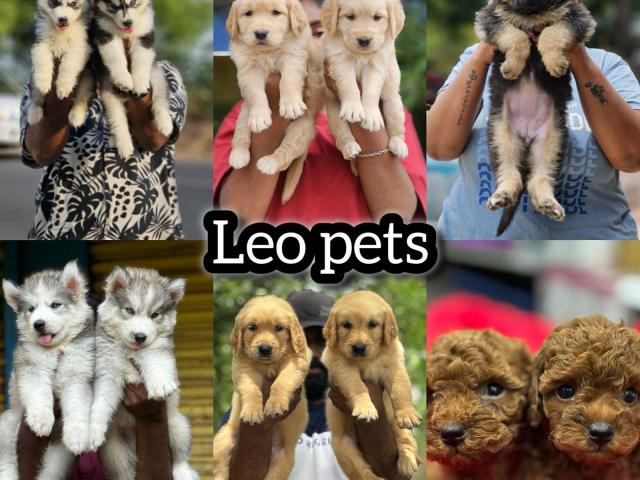 Leo pets Chennai All types of puppies available call 8667213100 Chennai ...