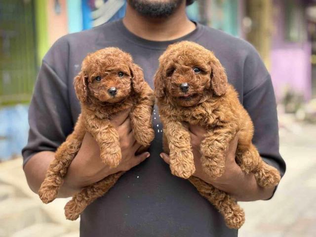 Top quality toy poodle puppies available ️ in Chennai call 8667213100 ️ Chennai | Free Online ...