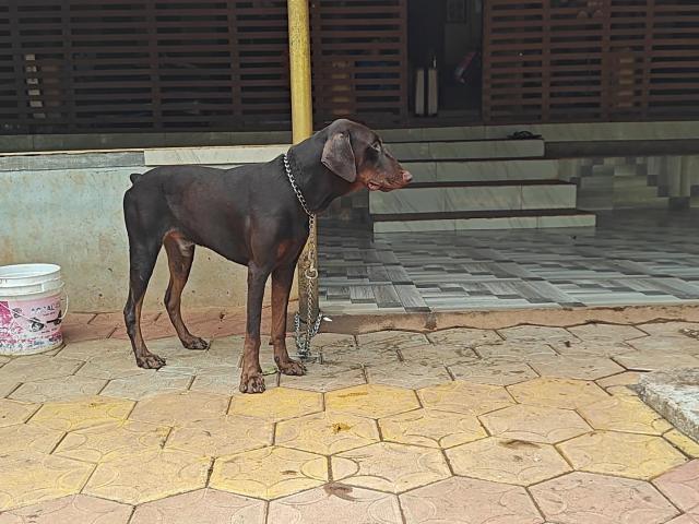 Doberman puppies Farm bred Sulya | Free Online Classifieds for Pets ...